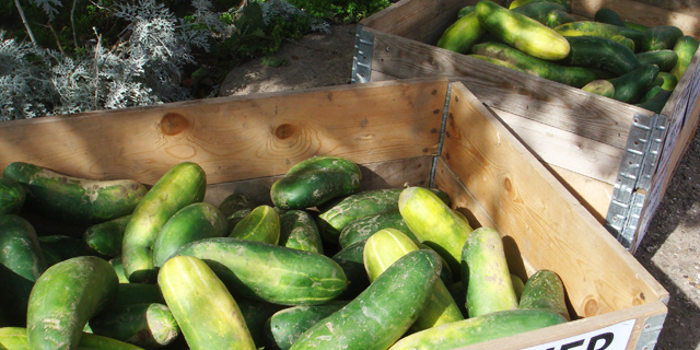 Dalbakkegaard - Asier